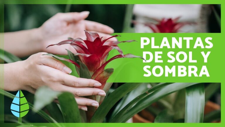 Plantas de sombra para jardines tropicales | Actualizado junio 2025